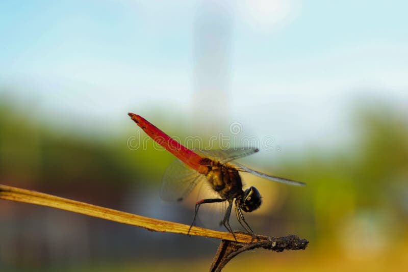 Una libellula rossa fotografia stock. Immagine di filiale - 42410940