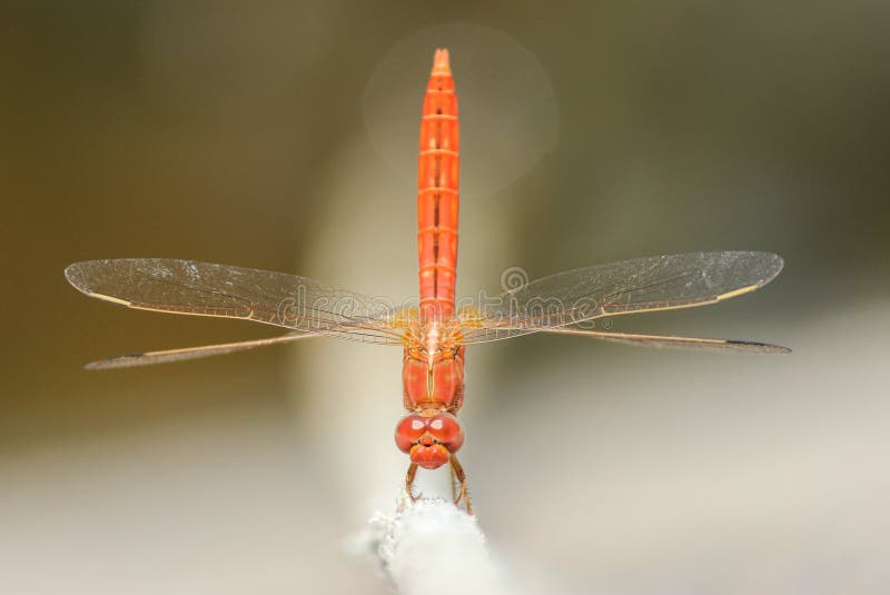 Una Libellula Rossa Vibrante Fotografia Stock - Immagine di colorato ...