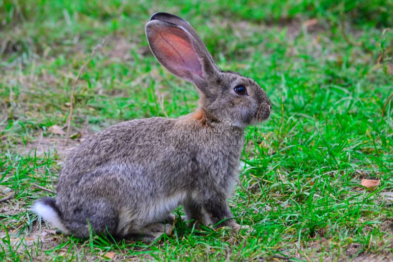 Perfil de Liebre foto de archivo. Imagen de verano, nariz - 42746804