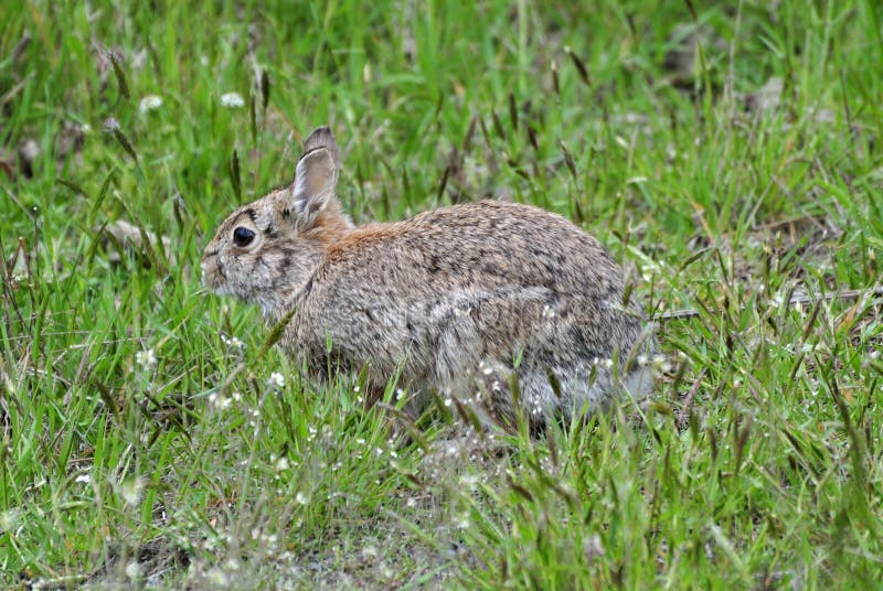 Liebres Salvajes En Un Prado Floreciente En Primavera Conejito De ...
