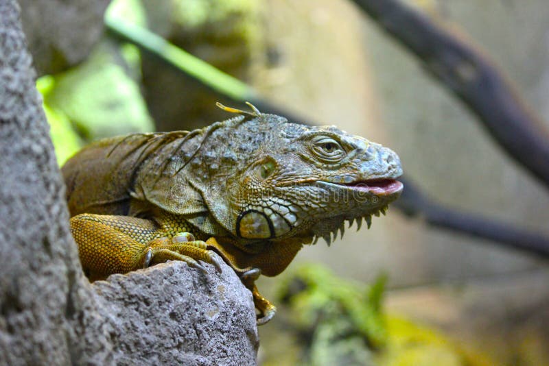 Una Lucertola Verde Rapida Ordinaria Immagine Editoriale - Immagine di ...