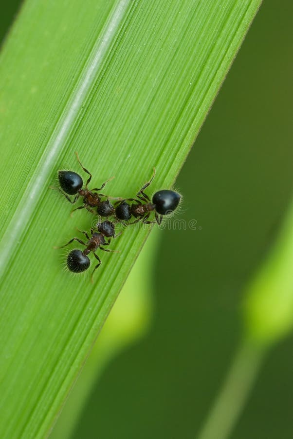Una Macro Di Tre Formiche Nere Immagine Stock - Immagine di insetto ...