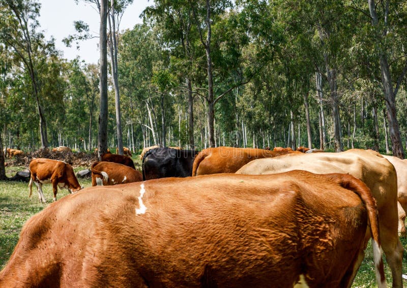 Vacas En Un Bosque En Invierno, País Vasco, España Imagen de archivo ...