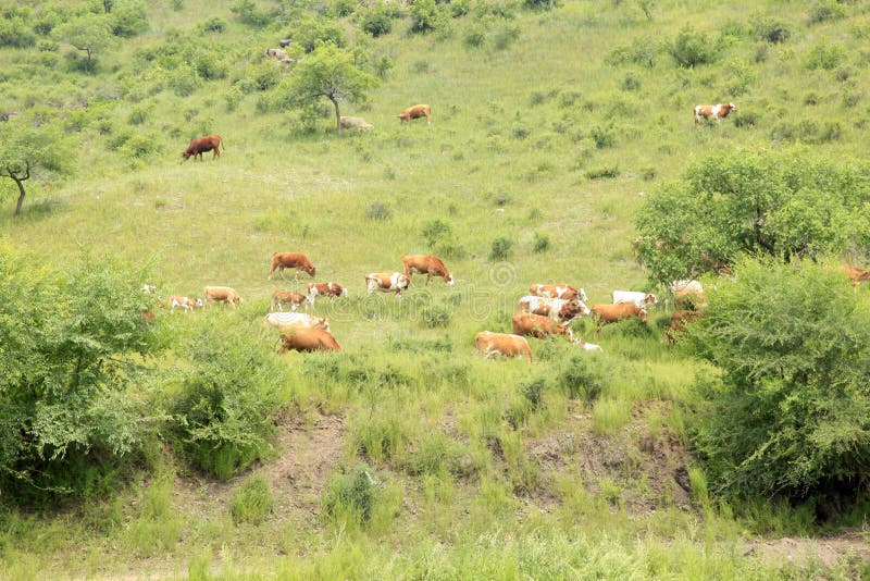 Vacas Pastando En Las Laderas Imagen de archivo - Imagen de hierba ...