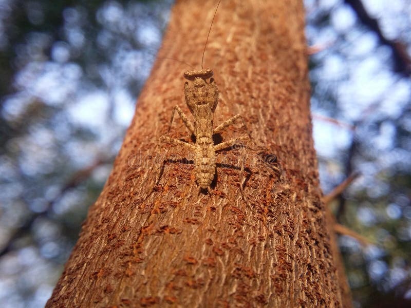 Una Mantis Religiosa De Color Marrón Imagen de archivo - Imagen de piel ...