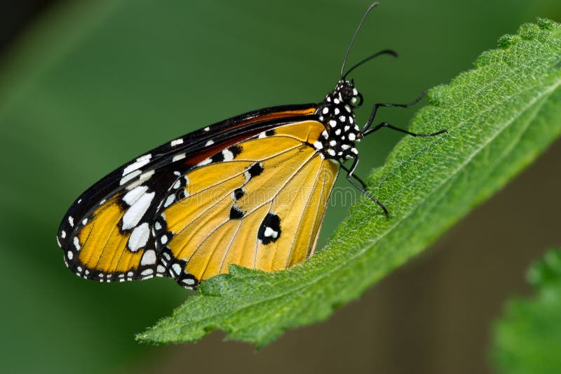 Una mariposa de Costa Rica imagen de archivo. Imagen de resto - 19678431