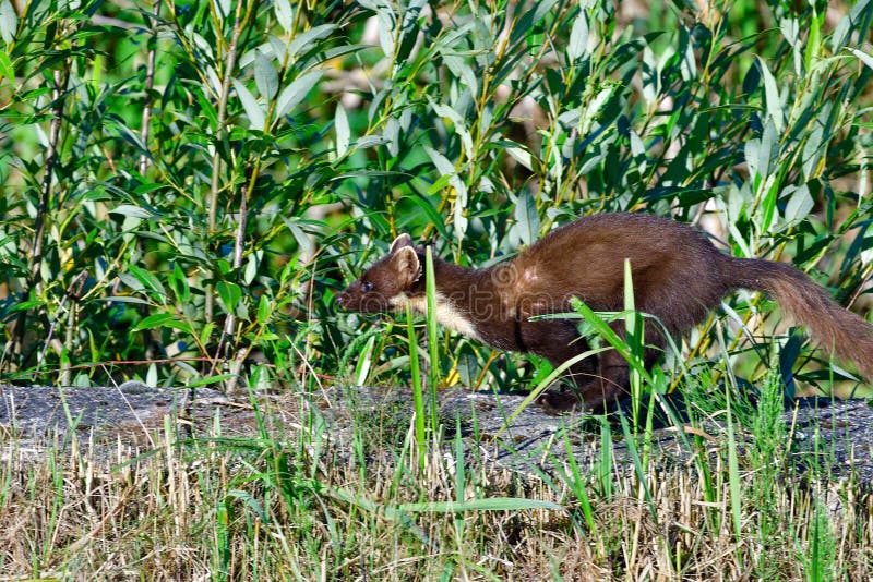 Un Albero Americana Scendere Di Martes Della Martora Nel Parco Del ...
