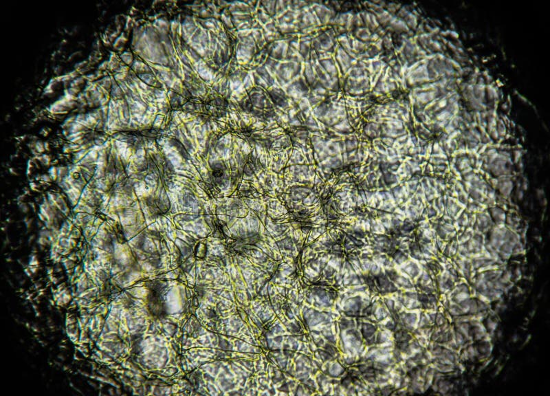 Una Microcáscara De Naranja Foto de archivo - Imagen de germen, planta ...