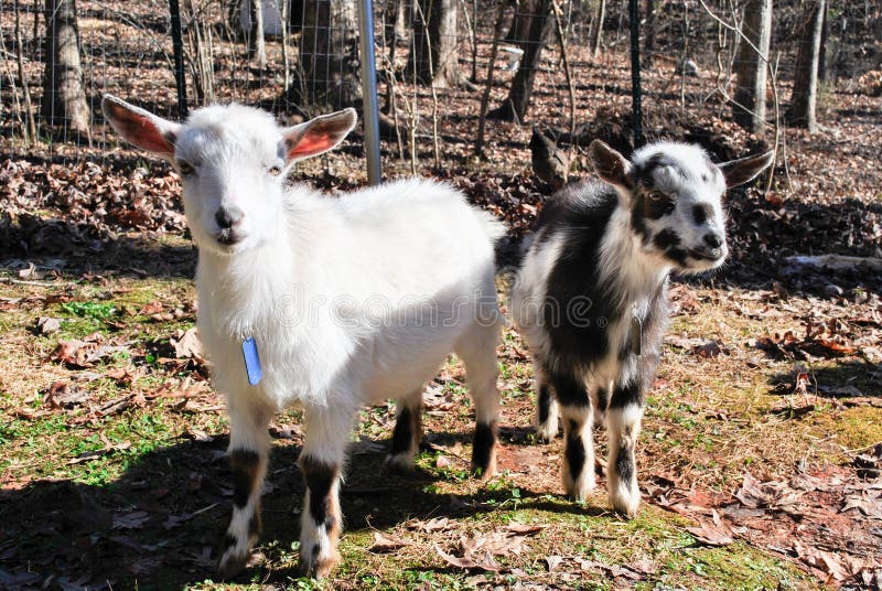 Una Mini Cabra, Dos Mini Cabras Imagen de archivo - Imagen de cabras ...