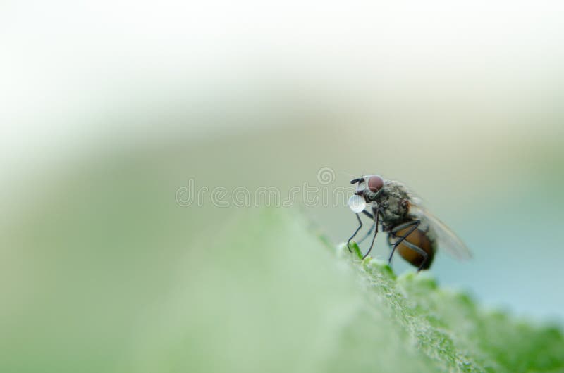 Una mosca bebe el agua foto de archivo. Imagen de bebida - 72074328