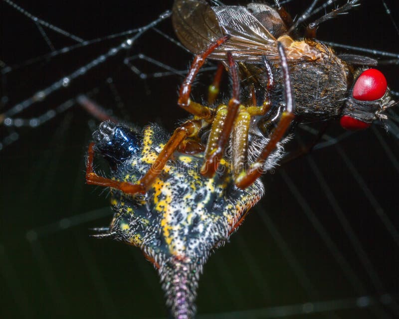 Una Mosca Che Si Trasforma in Una Preda Di Un Ragno Cornuto Immagine ...