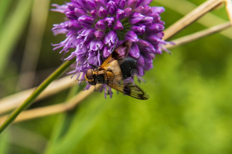 Una Mosca De Color Sobre Una Flor Imagen de archivo - Imagen de bicho ...