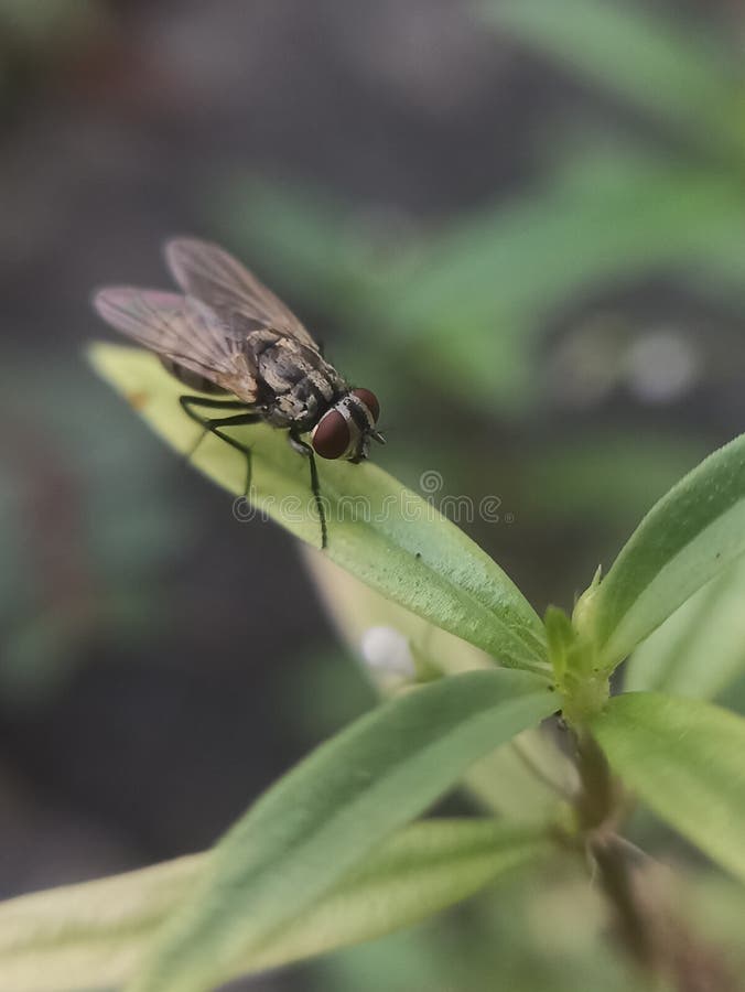 Una Mosca En Una Hoja Verde En El Jardín Foto de archivo - Imagen de ...