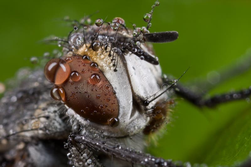 Una Mosca Gris Con Gotas De Lluvia Foto de archivo - Imagen de pierna ...