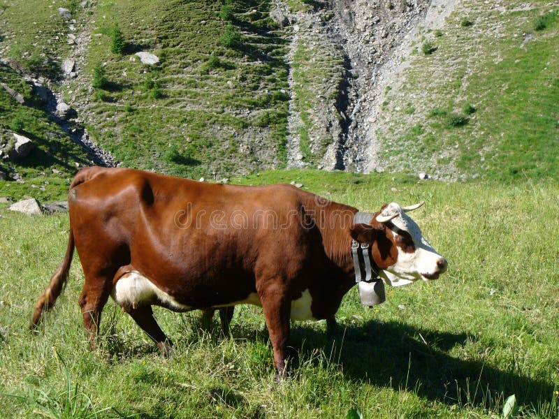 Una Mucca Che Pascola Su Una Montagna Al Tramonto, Con Nebbia Sulla ...