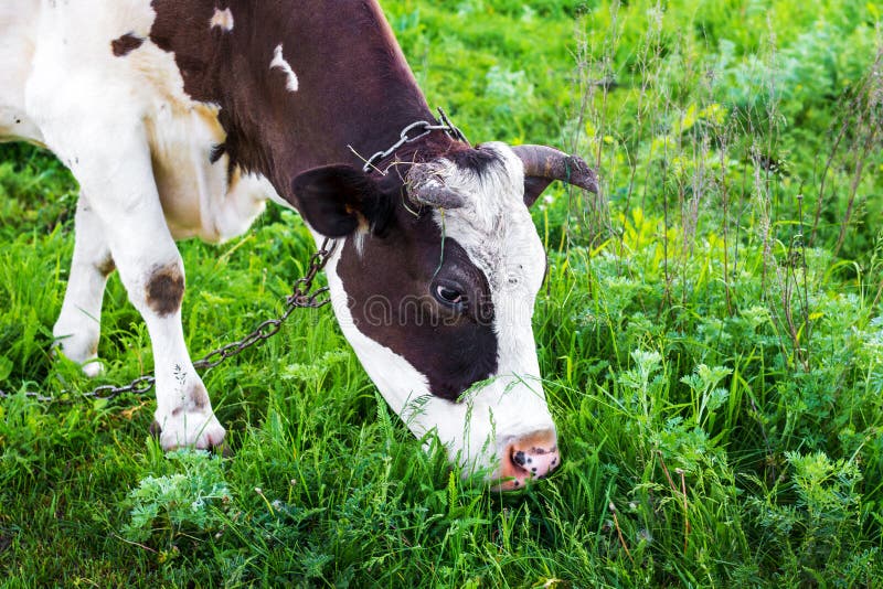 La Mucca In Bianco E Nero Pasce Su Un Prato Nel Villaggio Immagine ...