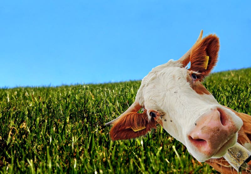 Sguardo Curioso E Divertente Di Una Mucca Immagine Stock - Immagine di ...