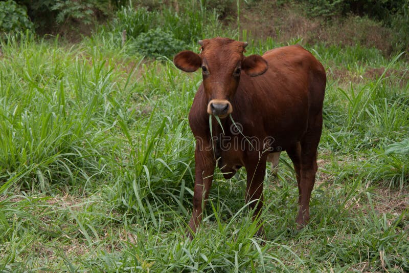 Una Mucca Marrone Pasce in Un Campo Verde Immagine Stock - Immagine di ...