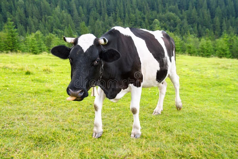 Mucca Divertente Su Un Prato In Foresta Immagine Stock - Immagine di ...