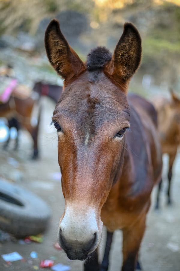 Mula del burro foto de archivo. Imagen de campo, marrón - 11639986