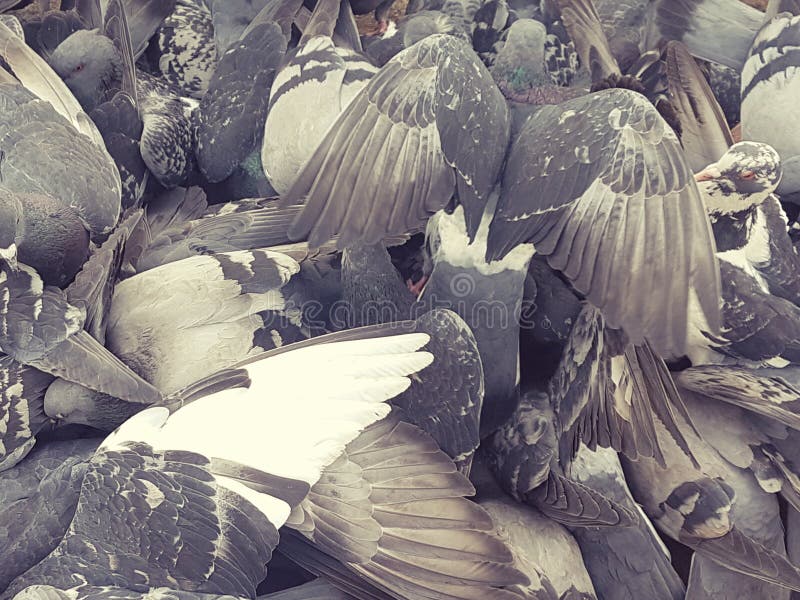 Multitud De Las Palomas Que Vuelan En Sunny Sky Azul Concepto De La Paz ...