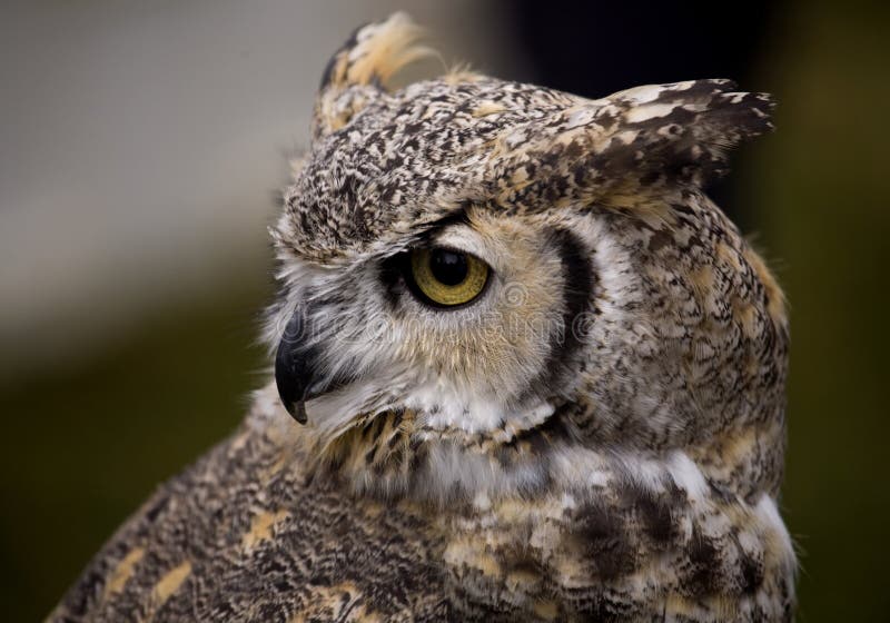 Buho espigado corto imagen de archivo. Imagen de observar - 2628447