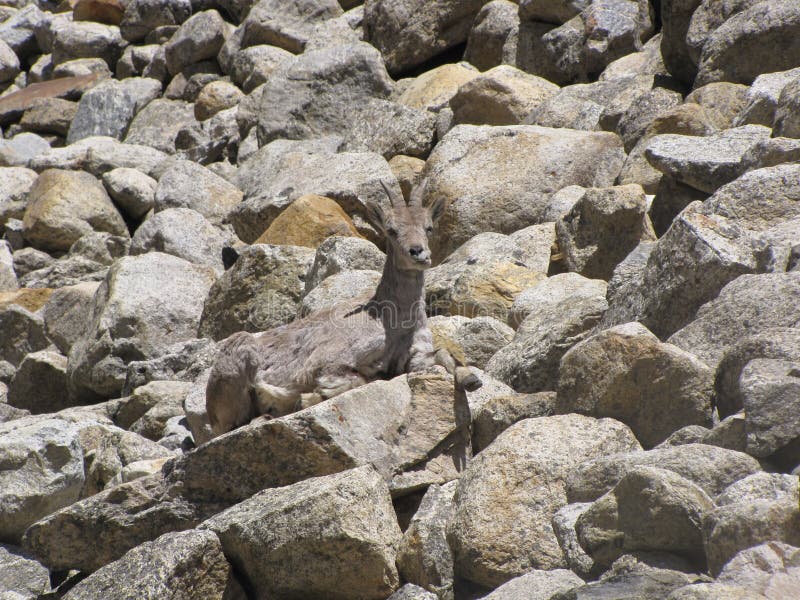 Una Oveja Azul Himalayan Camuflada Imagen de archivo - Imagen de ovejas ...