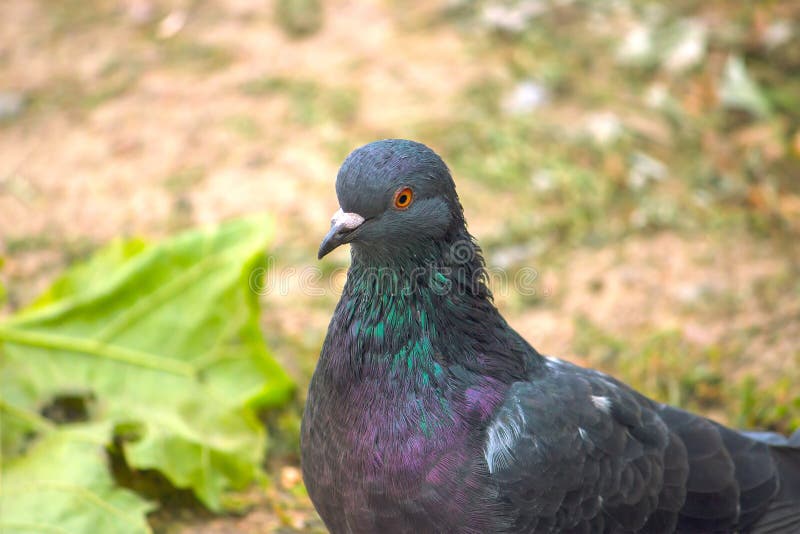 Una Paloma Azul Marino Con Los Ojos Anaranjados Imagen de archivo ...