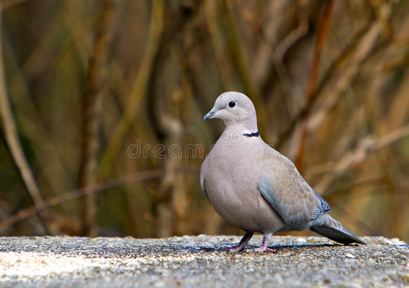 Paloma gris en vuelo imagen de archivo. Imagen de blanco - 16757313