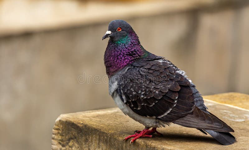 Una Paloma Sentada En Un Banco Imagen de archivo - Imagen de etiquetas ...