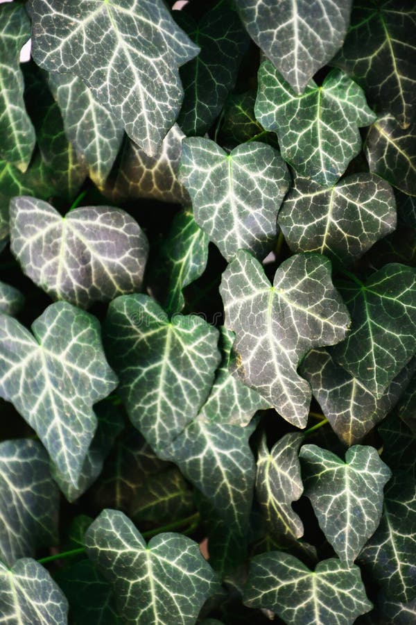 Edera Inglese O Hedera Helix in Vaso Di Fiore Al Balcone Immagine Stock ...