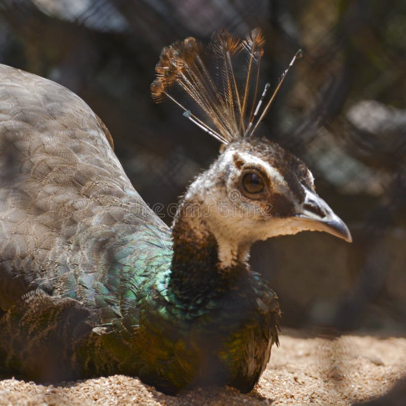 Una pava real elegante - 2 foto de archivo. Imagen de mirando - 109770790
