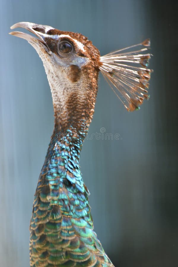 Una pava real elegante - 2 foto de archivo. Imagen de mirando - 109770790