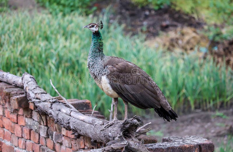Una pava real india foto de archivo. Imagen de indio - 116549642