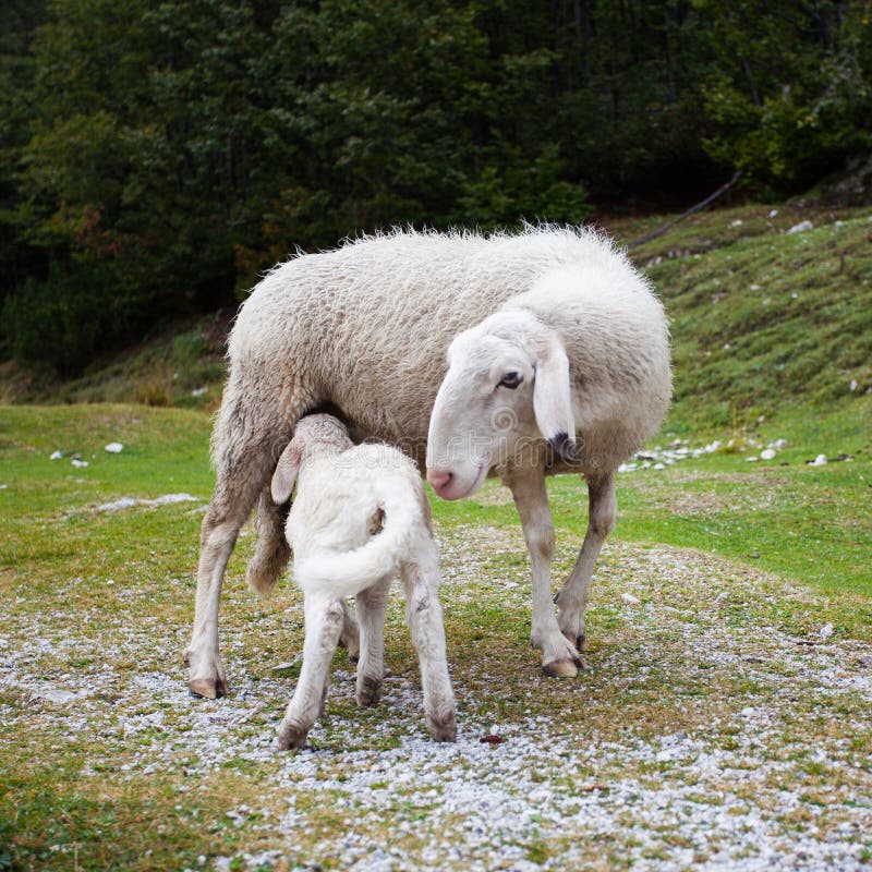 Una Pecora E Un Agnello Che Allattano Fotografia Stock - Immagine di ...