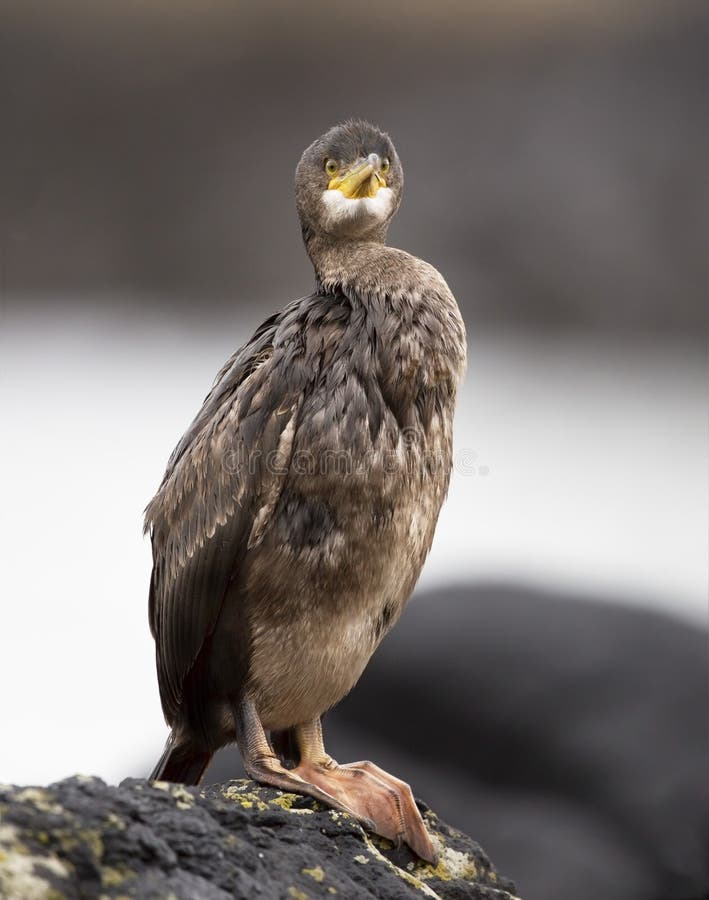 Pelusa imagen de archivo. Imagen de ornitología, verano - 56824635