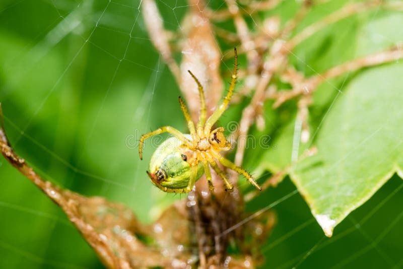 Una pequeña araña verde imagen de archivo. Imagen de detalle - 96843647