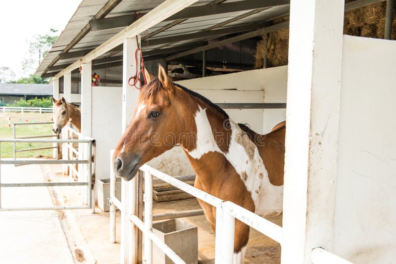Una Piccola Graffetta Del Cavallo Con Due Piccoli Cavalli Fotografia ...
