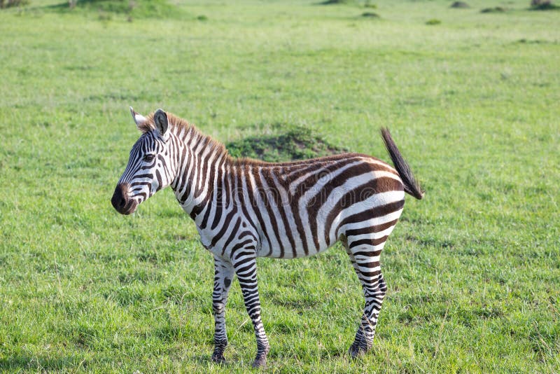 Zebra Nella Savana, Kenya, Africa Fotografia Stock - Immagine di ...