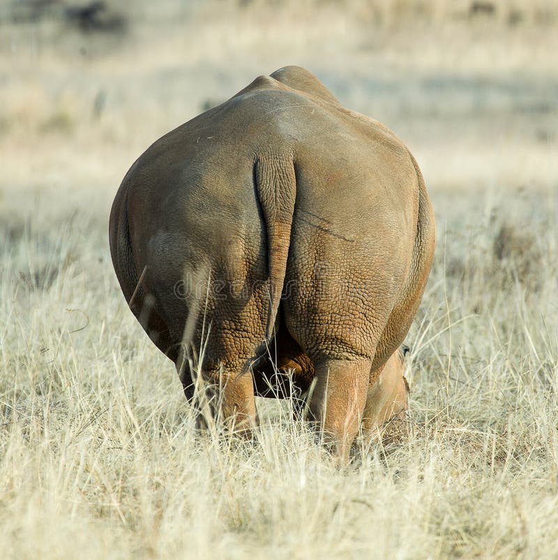 Una Pieza De La Parte Posterior Del ` S Del Rinoceronte Foto de archivo ...