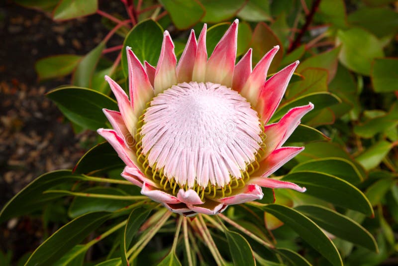 Flor De Protea Real En Flor Iluminada Imagen de archivo - Imagen de ...