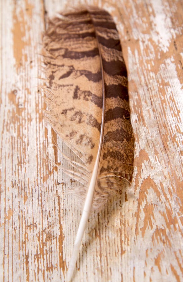 Una pluma de un halcón foto de archivo. Imagen de cierre - 97144662