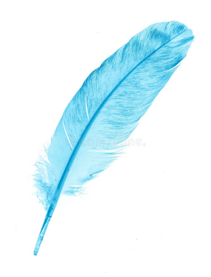 Una Pluma Azul Sobre Un Fondo Blanco Aislado Imagen de archivo - Imagen ...