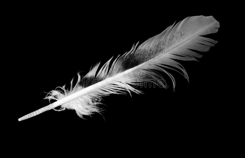 Una Pluma Gris Sobre Un Fondo Negro Aislado Imagen de archivo - Imagen ...