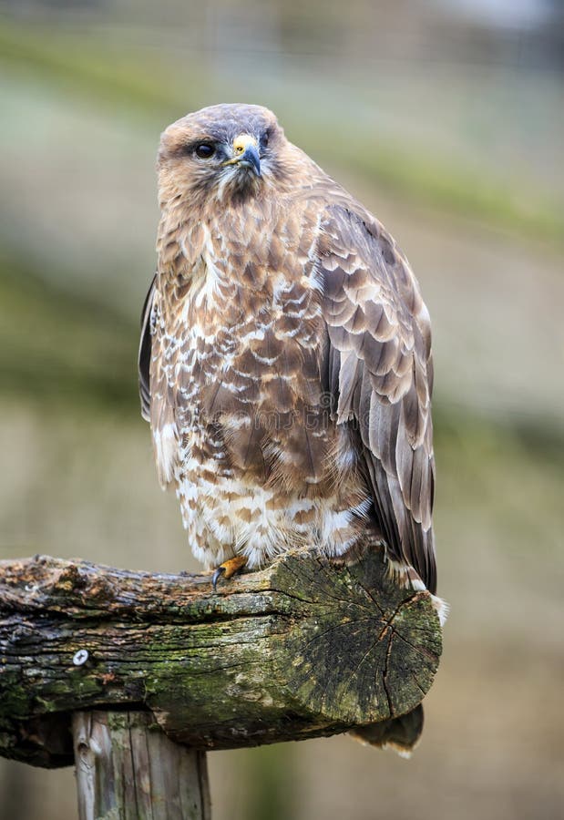 Una Poiana Comune Appollaiata Su Un Recinto Immagine Stock - Immagine ...