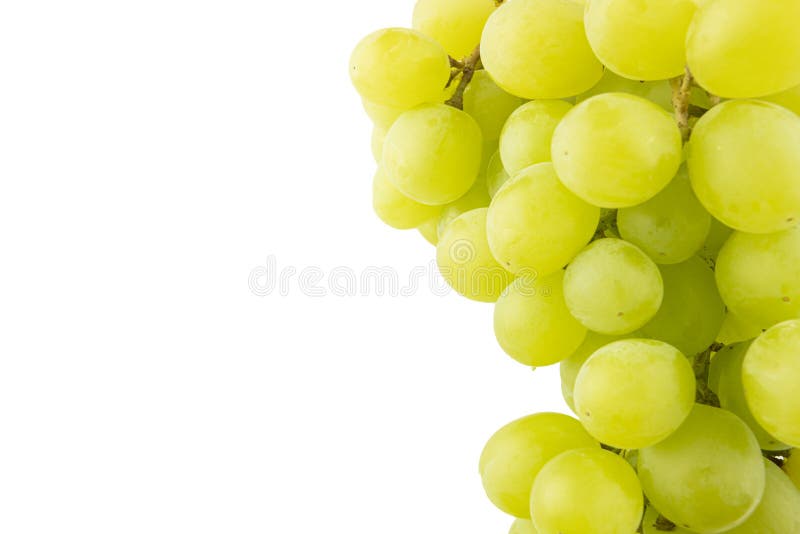 Una rama de uvas foto de archivo. Imagen de alimento - 222419372