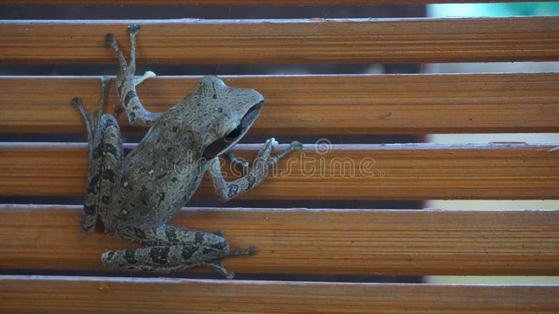 Una rana pegada a la pared foto de archivo. Imagen de lluvia - 220649176