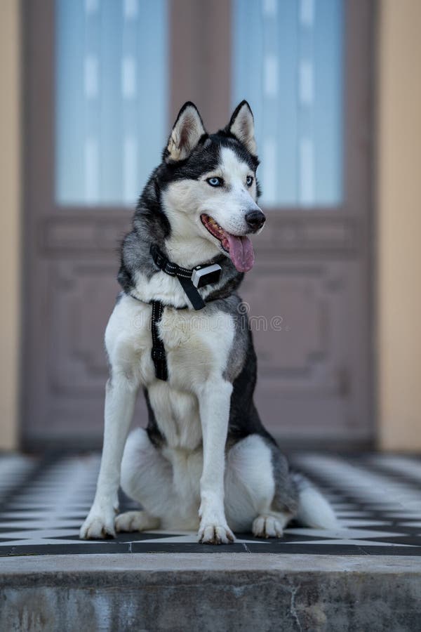 Una raza de perro husky imagen de archivo. Imagen de fornido - 231105295
