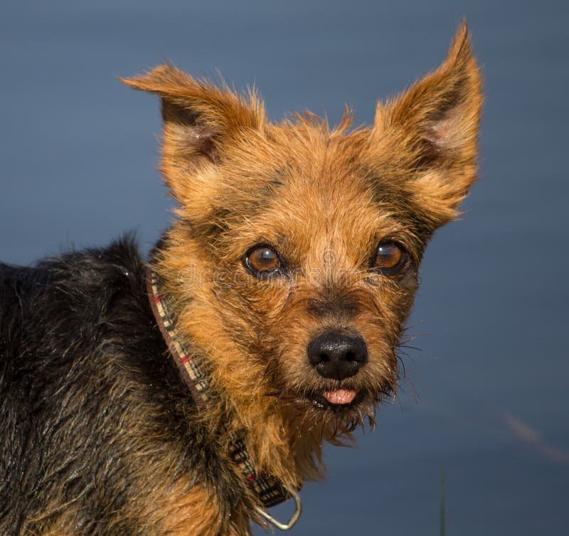 Una Raza Del Perro De Yorkshire Terrier Foto de archivo - Imagen de ...