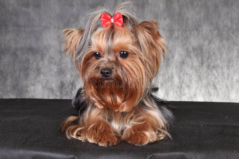 Una Raza Joven Yorkshire Terrier Del Perro Con Un Arco Rojo Foto de ...
